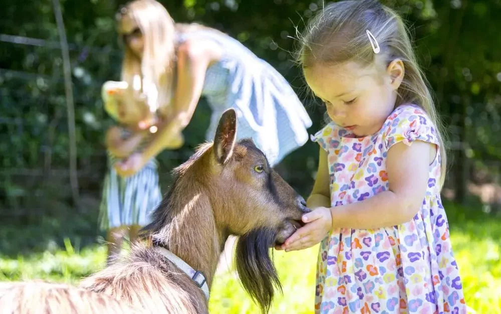 Feed the Animals | Holidays with animal feeding Cornwall
